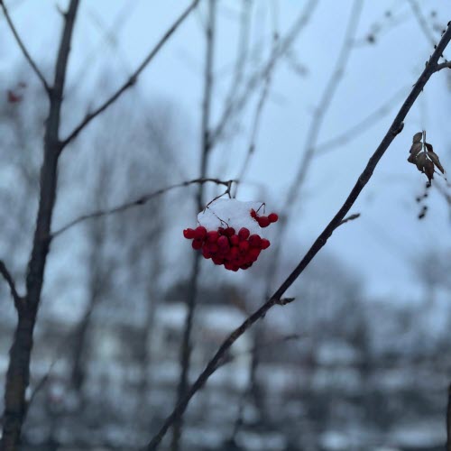Isiolia - Frozen (2025) [Single] » AlterClub.cc